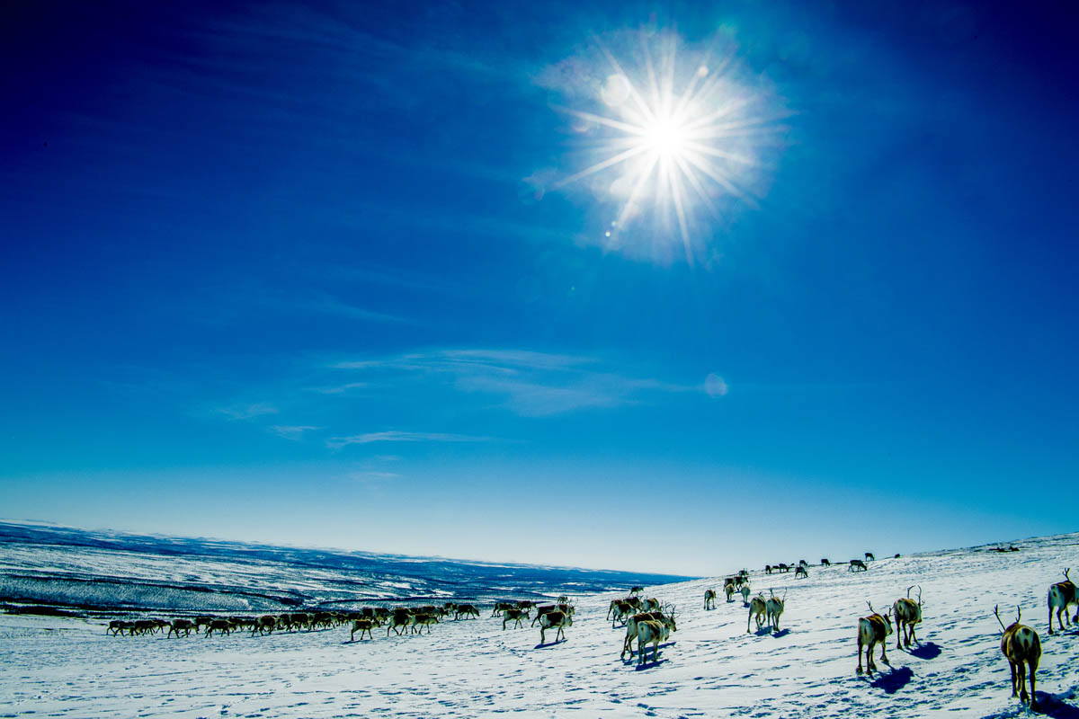 The reindeer migration is an ancient tradition in Finnmark - Visit ...