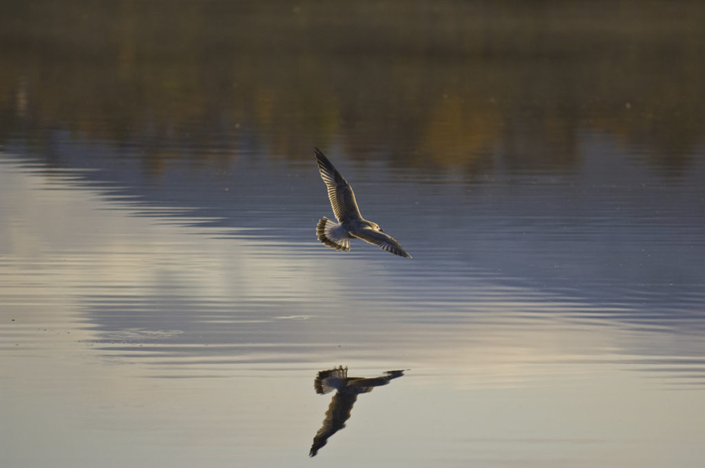 Birdwatching | Eagles, Puffin and Eider | Visit Northern Norway