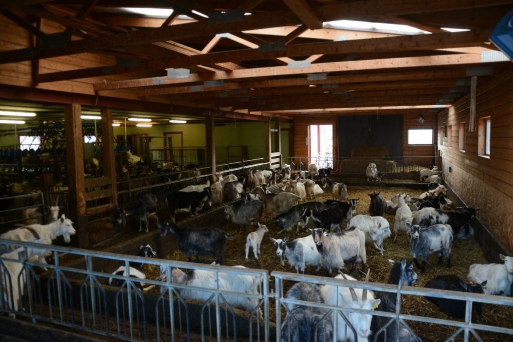 Lofoten Gårdsysteri is the goat farm you never knew you needed to visit ...