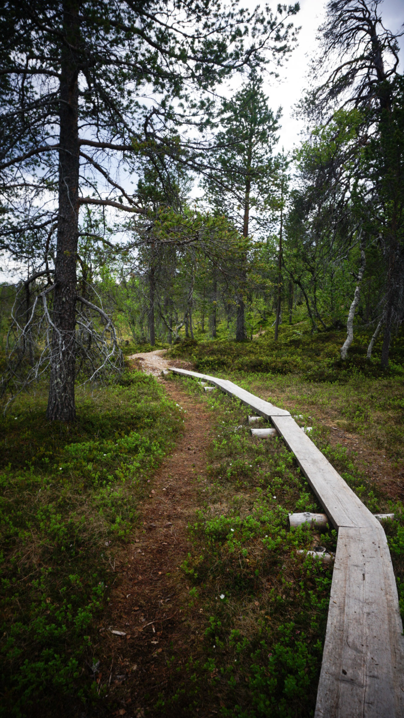 Ånderdalen National Park takes you into silence - Visit Northern Norway