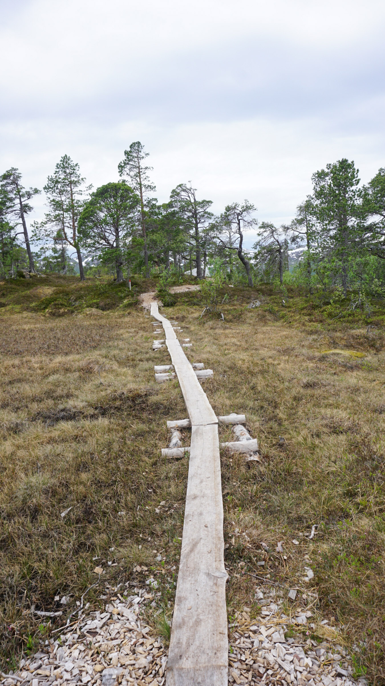 Ånderdalen National Park takes you into silence - Visit Northern Norway