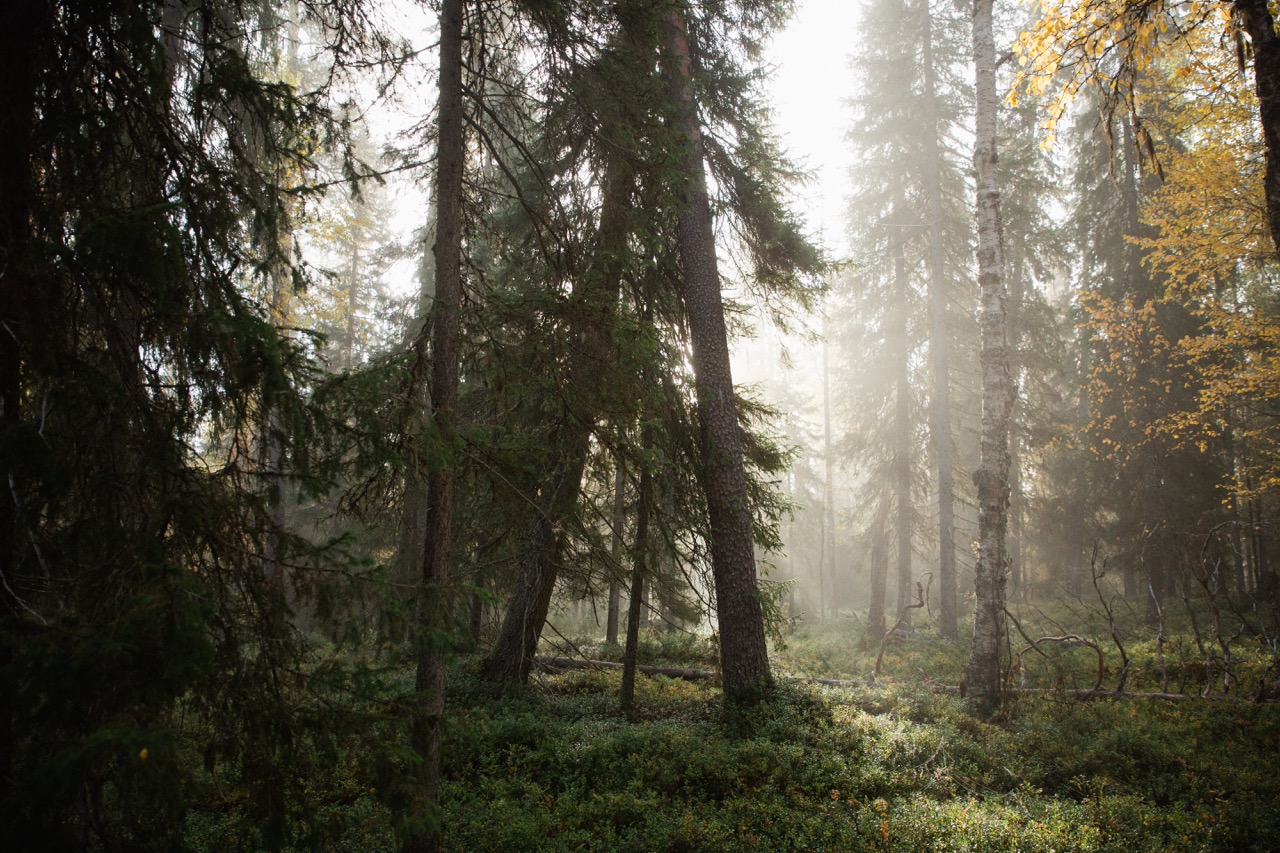 Safe and respectful travel in the Arctic | Care for the Arctic - Arctic ...
